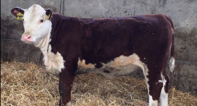 Cows | Nether Hall Farm