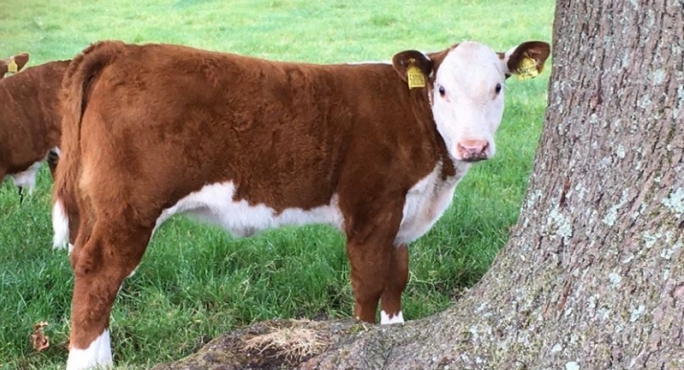 Cows | Nether Hall Farm